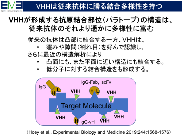 【土屋】第6回 VHHの魅力と将来展望について | コラム | Epsilon Molecular Engineering